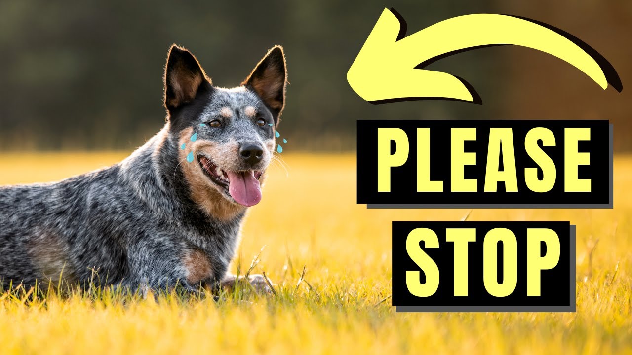 7 Ways You Can Emotionally Hurt Your Blue Heeler - YouTube