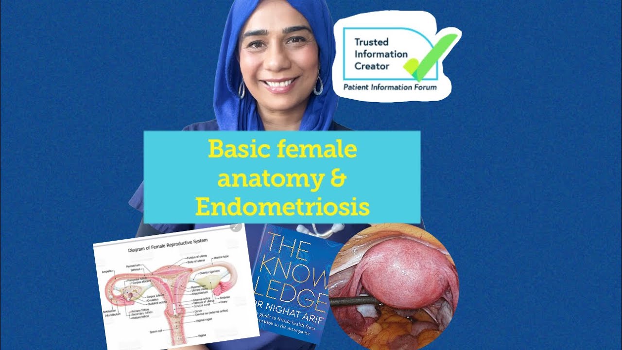 Basic female anatomy & endometriosis - YouTube