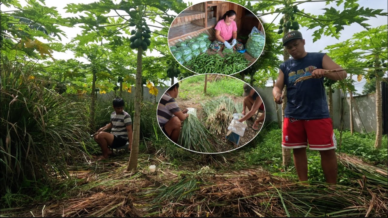 FOURTH HARVEST NG OKRA AT TANGLAD SA BAHAY MAY BUYER NA DIN - YouTube
