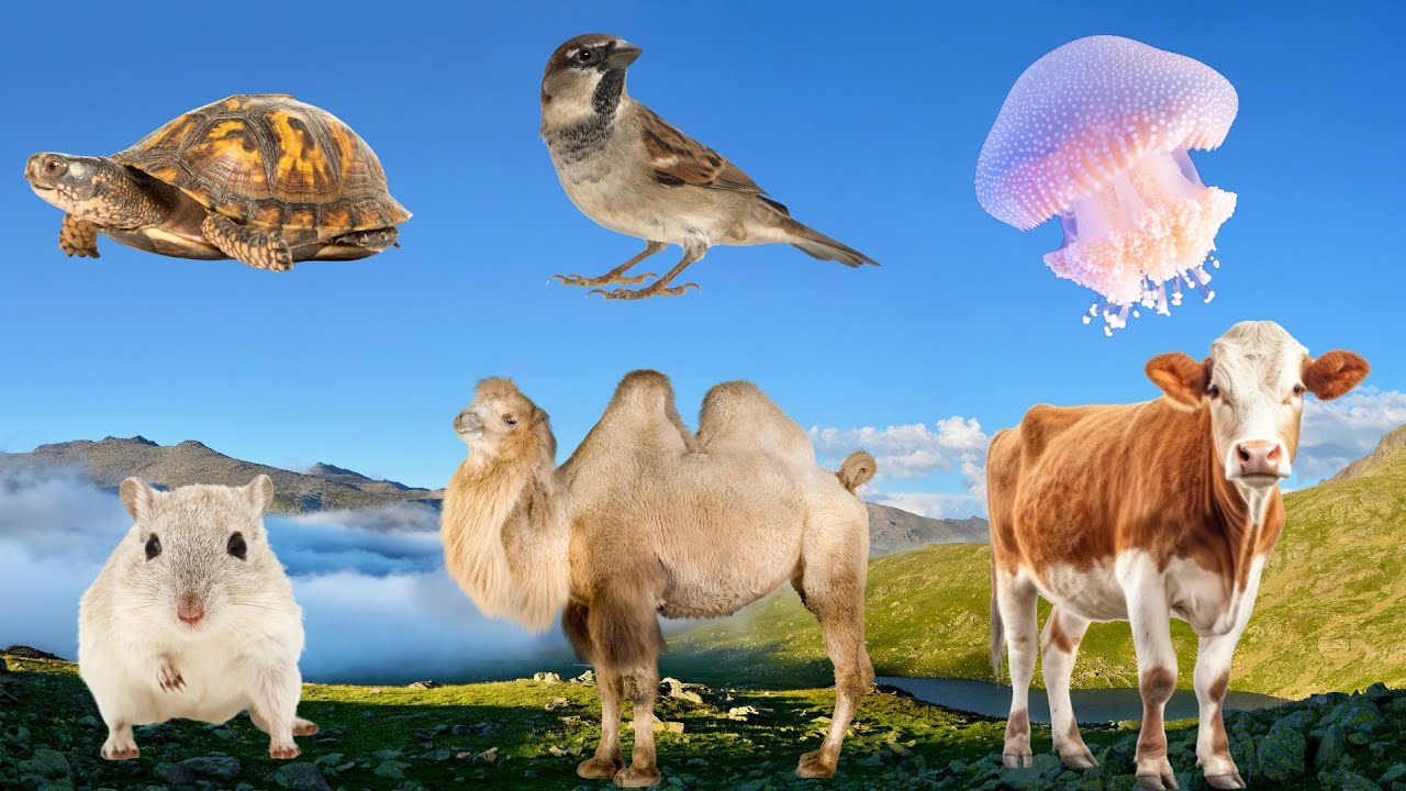 Cute Little Animals: Mouse, Camel, Cow, Turtle, Bird, Jellyfish ...
