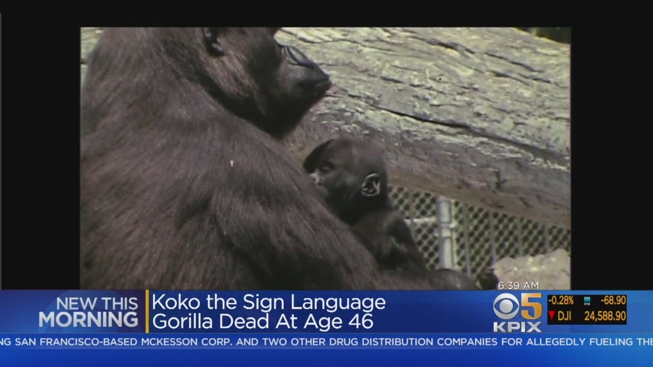 Koko, Gorilla Who Mastered Sign Language, Dies - YouTube
