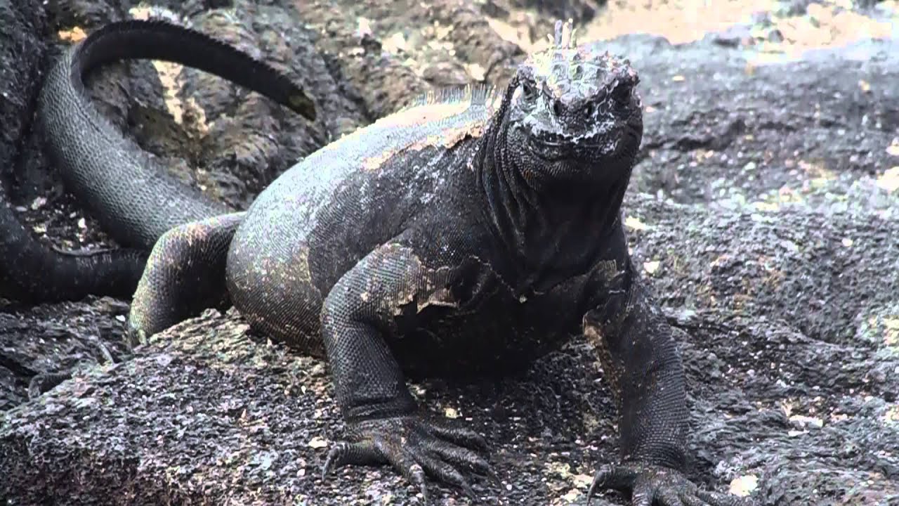 Galapagos Marine Iguana Sneezing. - YouTube