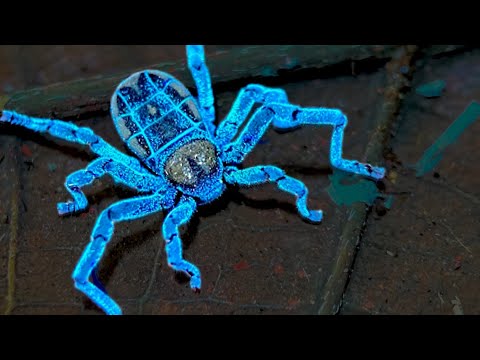 What Insects Live In Colombia