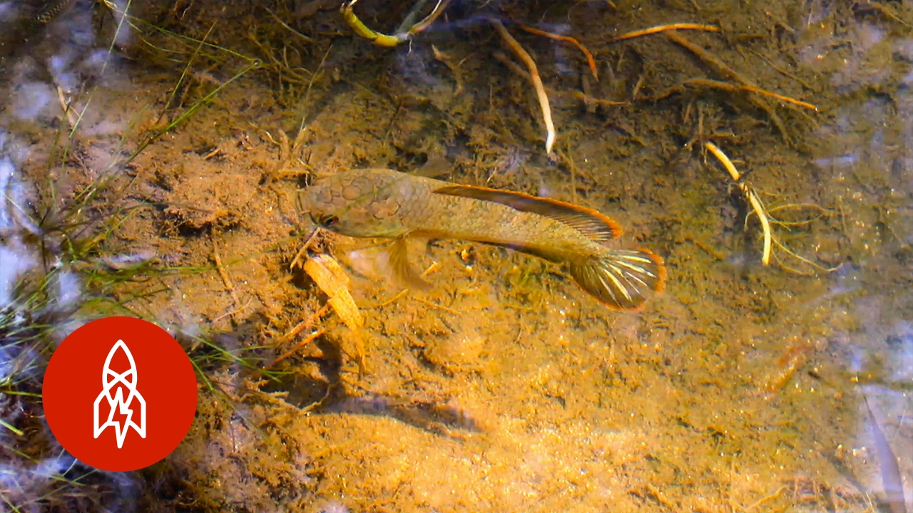 The Ultimate Badass Fish - YouTube