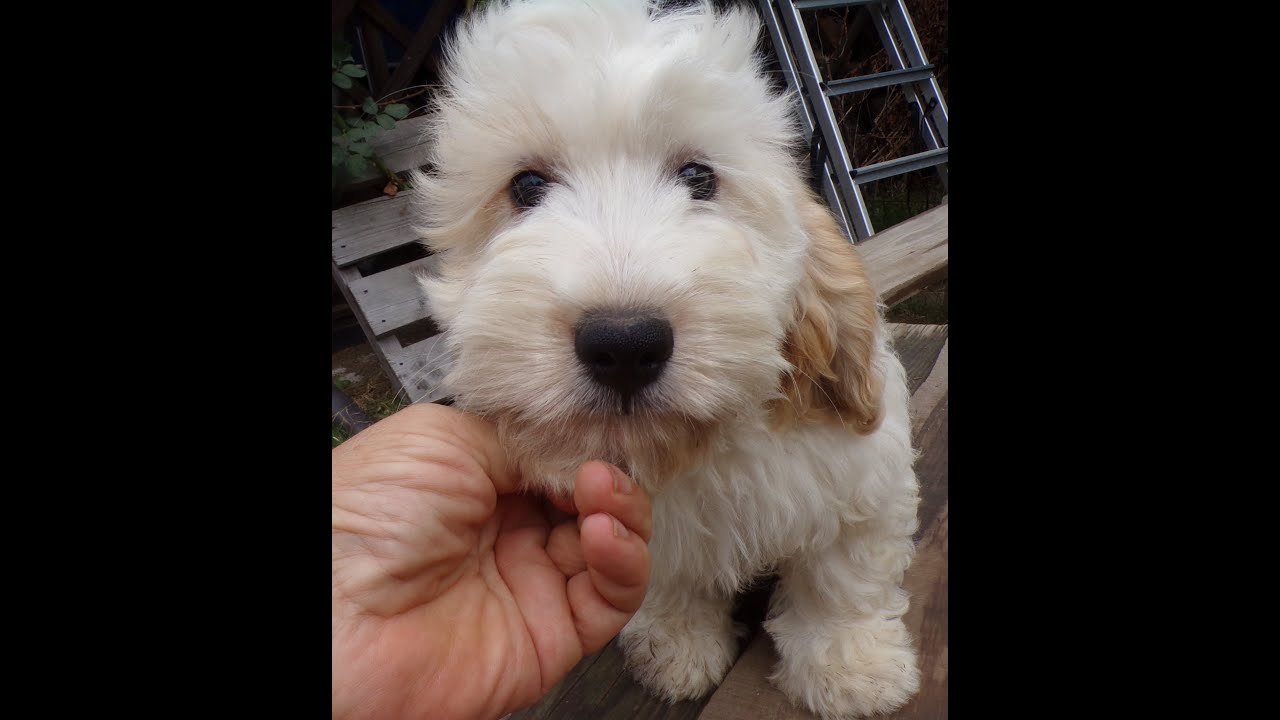 Cocker spaniel/ Pudel, Cockapoo F1, chłopaki na trawie - YouTube