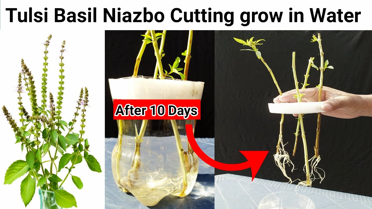 I Grew 10 Niazbo Plants from Cuttings in 2 Weeks!🌹👌 - YouTube