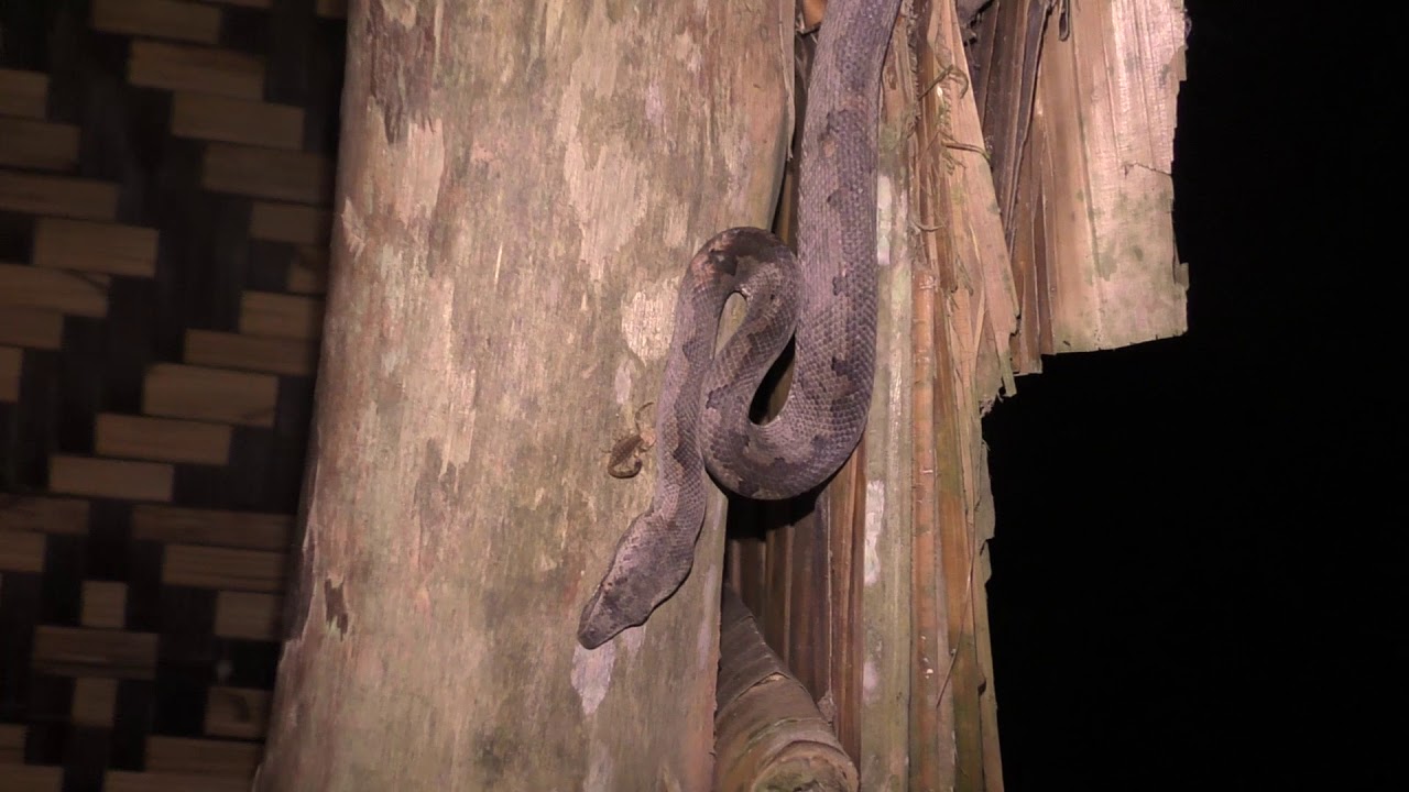 Snake and Scorpion | Solomon Islands - YouTube