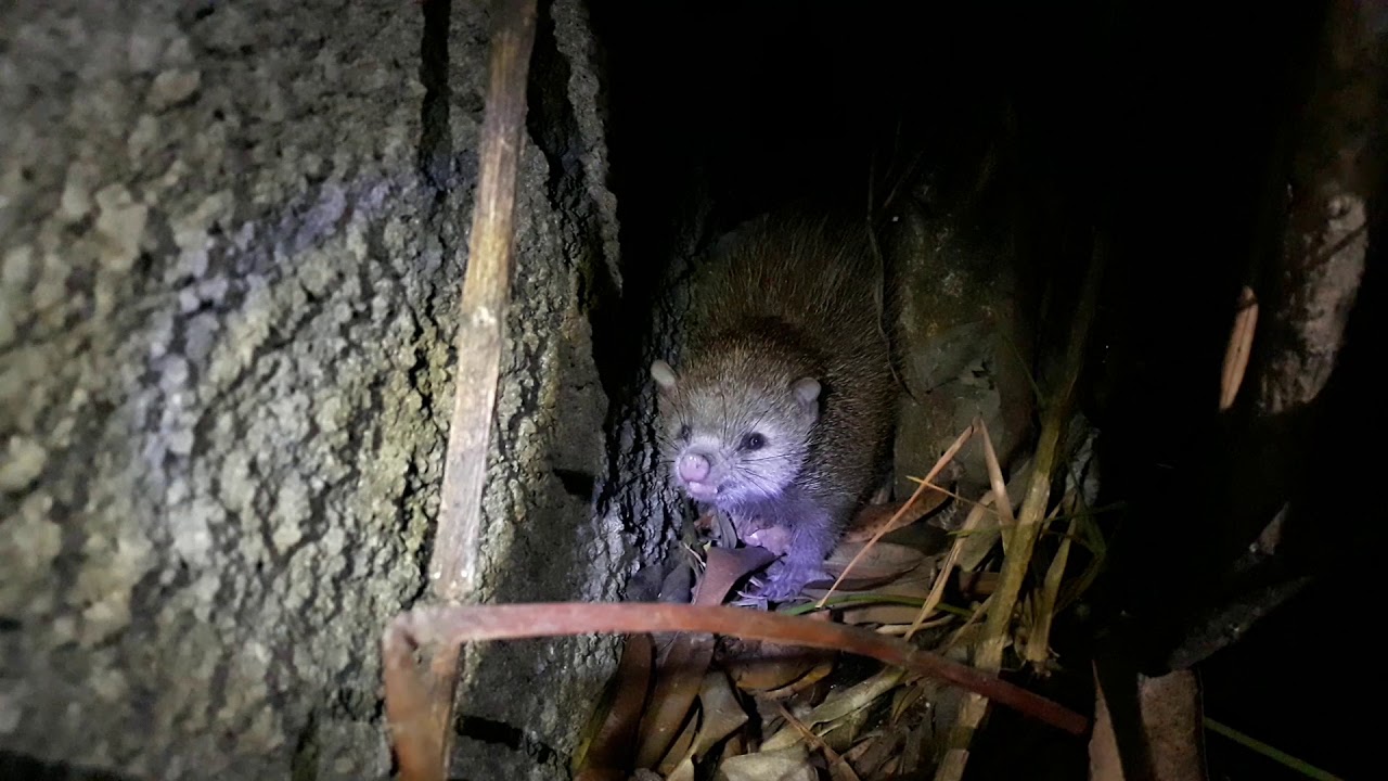 Tenrec (Тенрек) @ Blue Bay, Mauritius - YouTube