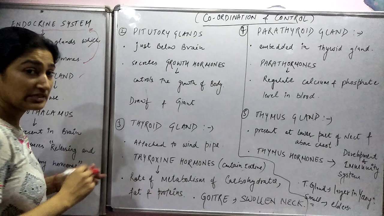 Class X Endocrine System Hormones in Human Body - YouTube