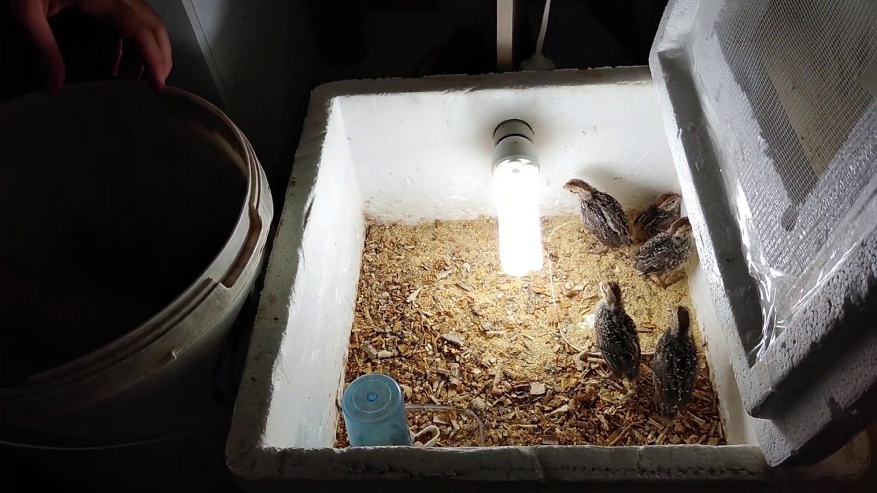 MOSTRANDO OS FILHOTES DE CODORNAS BOB WHITE! - YouTube