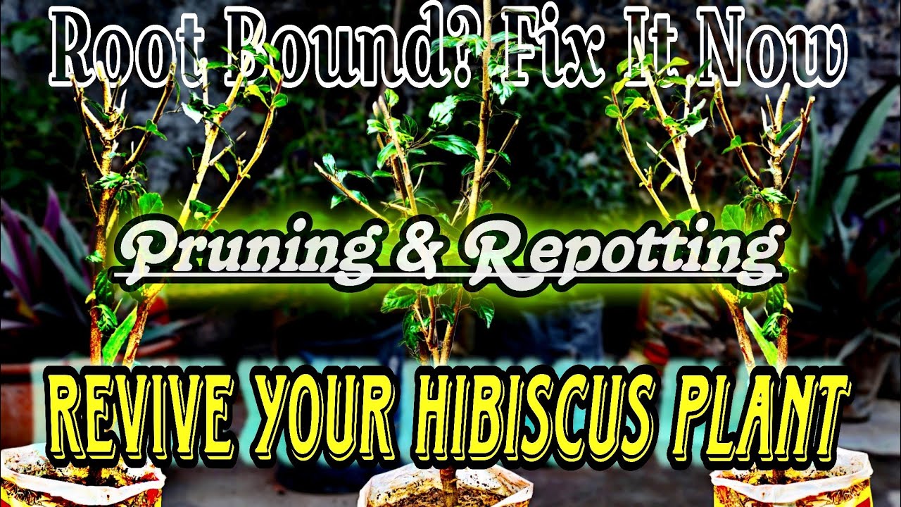 Hibiscus Plant Pruning & Root-Bound Problem Solved | Easy Gardening ...