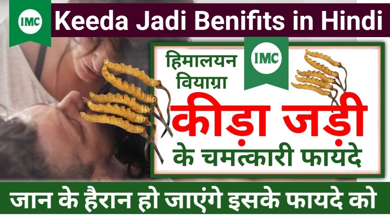 Keeda Jadi Benifits in Hindi || कीड़ा जड़ी के फायदे हिंदी में ...