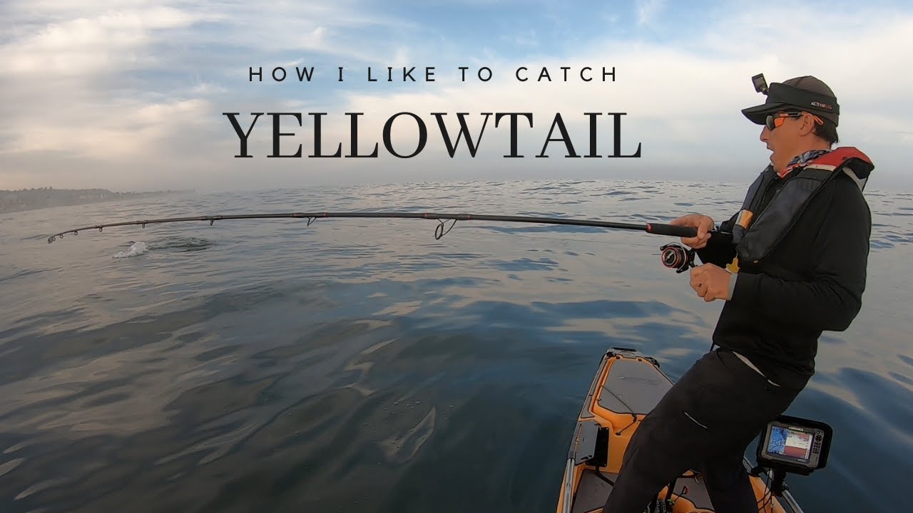 Sight Fishing for Yellowtail - YouTube