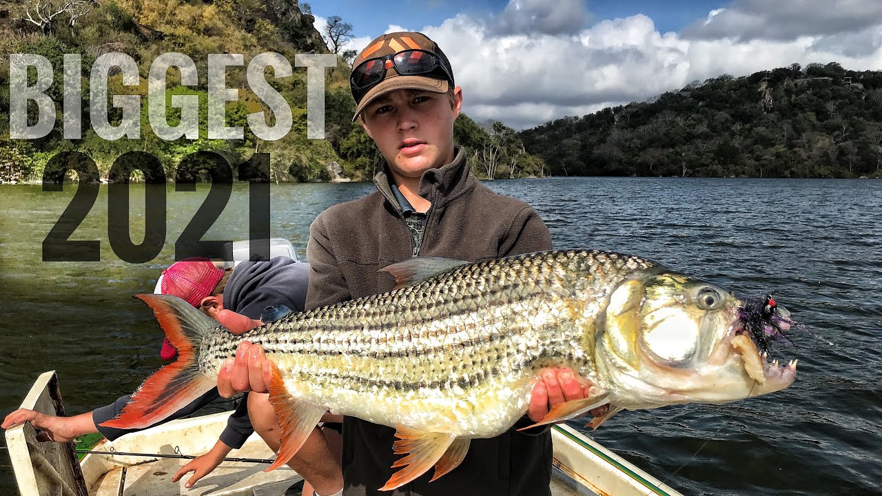 ENORMOUS Tiger Fish (Biggest of the year so far) - YouTube