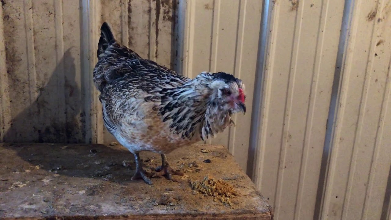 10 year old hen 6-9-2020 - YouTube