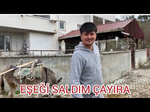KURTLAR AHIR KENARINA KADAR GELDİ - BÖRÜ TEK BAŞINA MÜCADELE EDİYOR ( SÜRÜYE ERKEK KÖPEK DADANDI )