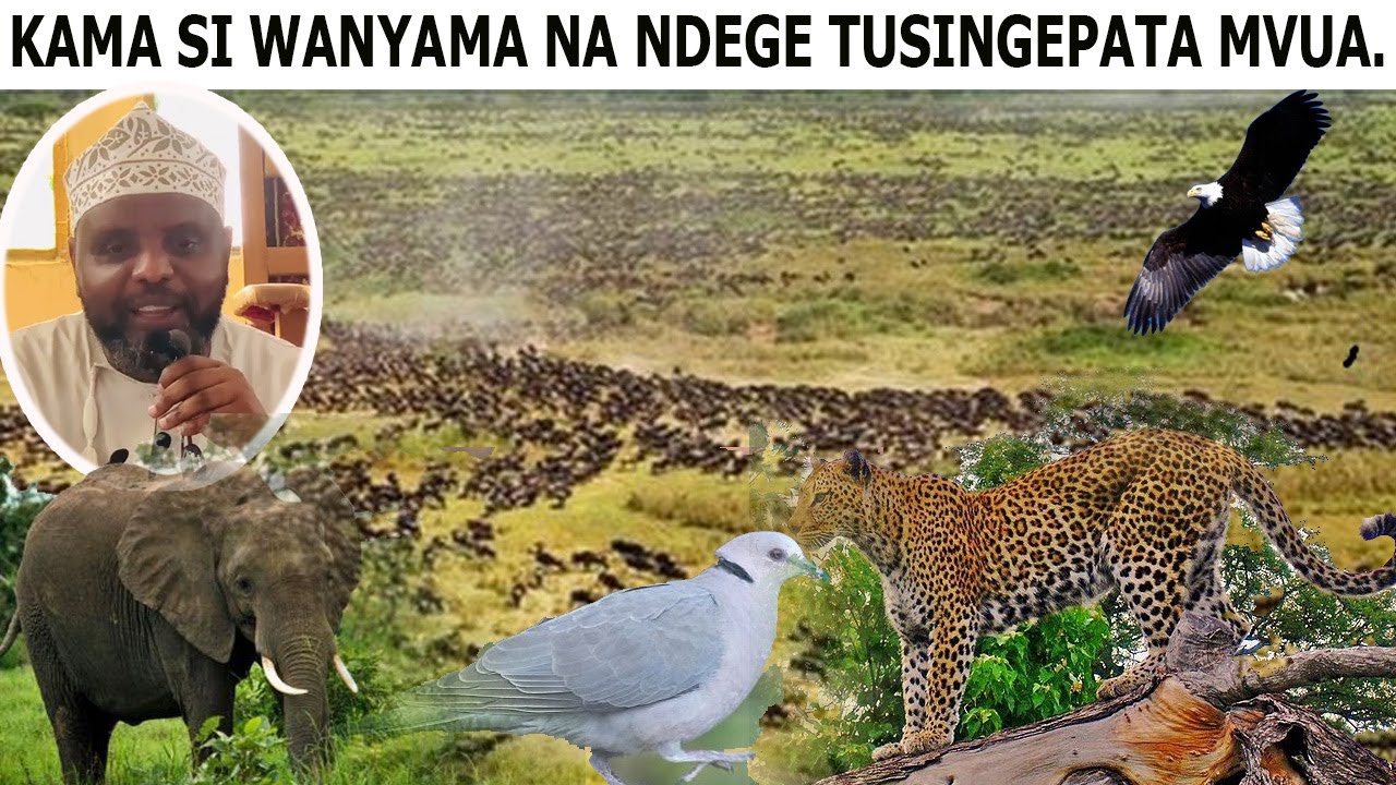 KAMA SI WANYAMA NA NDEGE TUSINGEPATA MVUA //SHEIKH OTHMAN MAALIM - YouTube