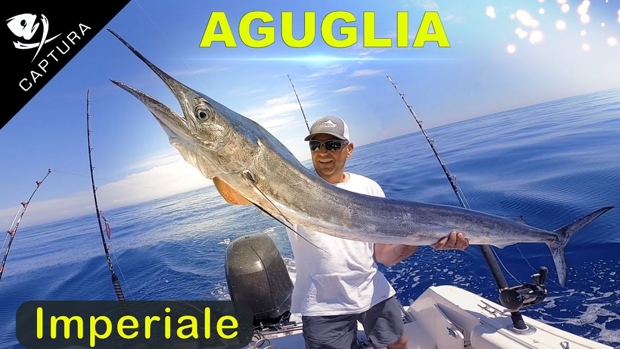 TRAINA D'ALTURA: aguglia imperiale - YouTube