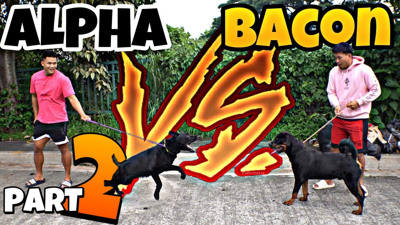 BACON VS ALPHA!! - YouTube