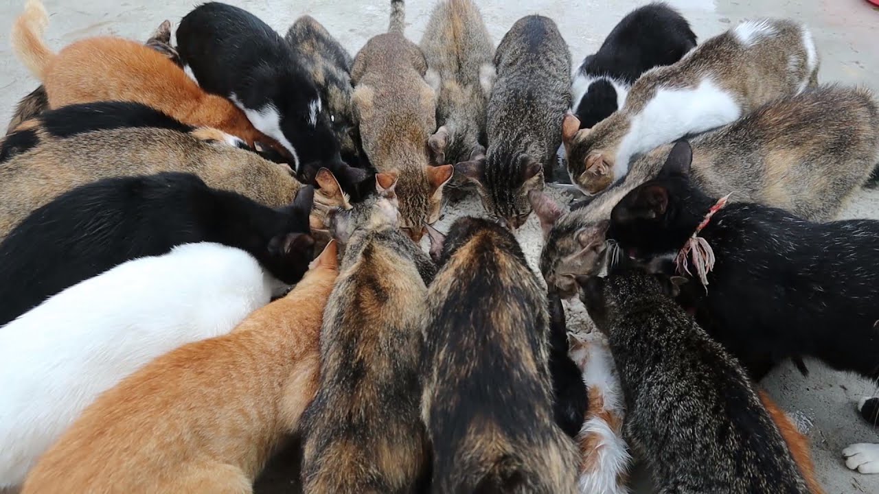Many Cats Eating rice food - Hungry Kitten Eating rice - YouTube