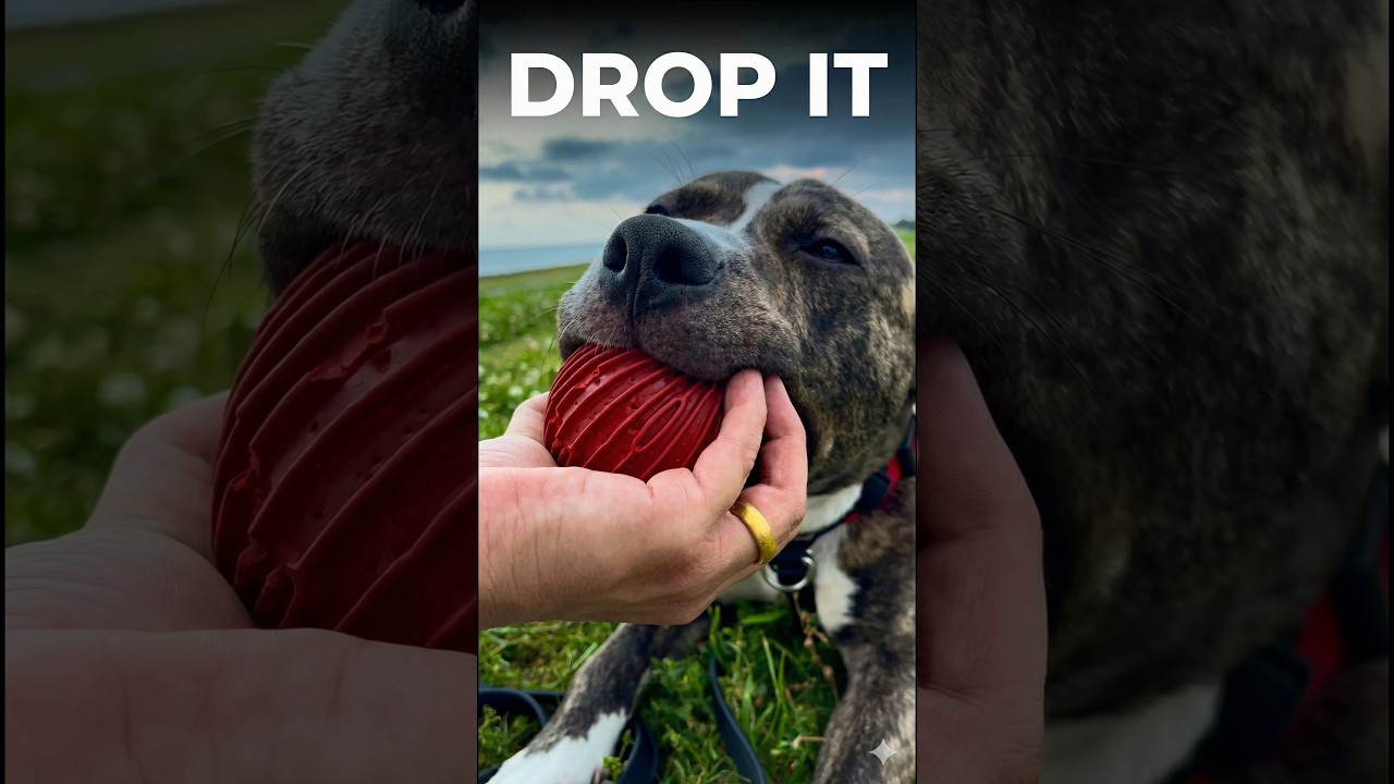How to Teach Your Dog “Drop It” - Dog News Web