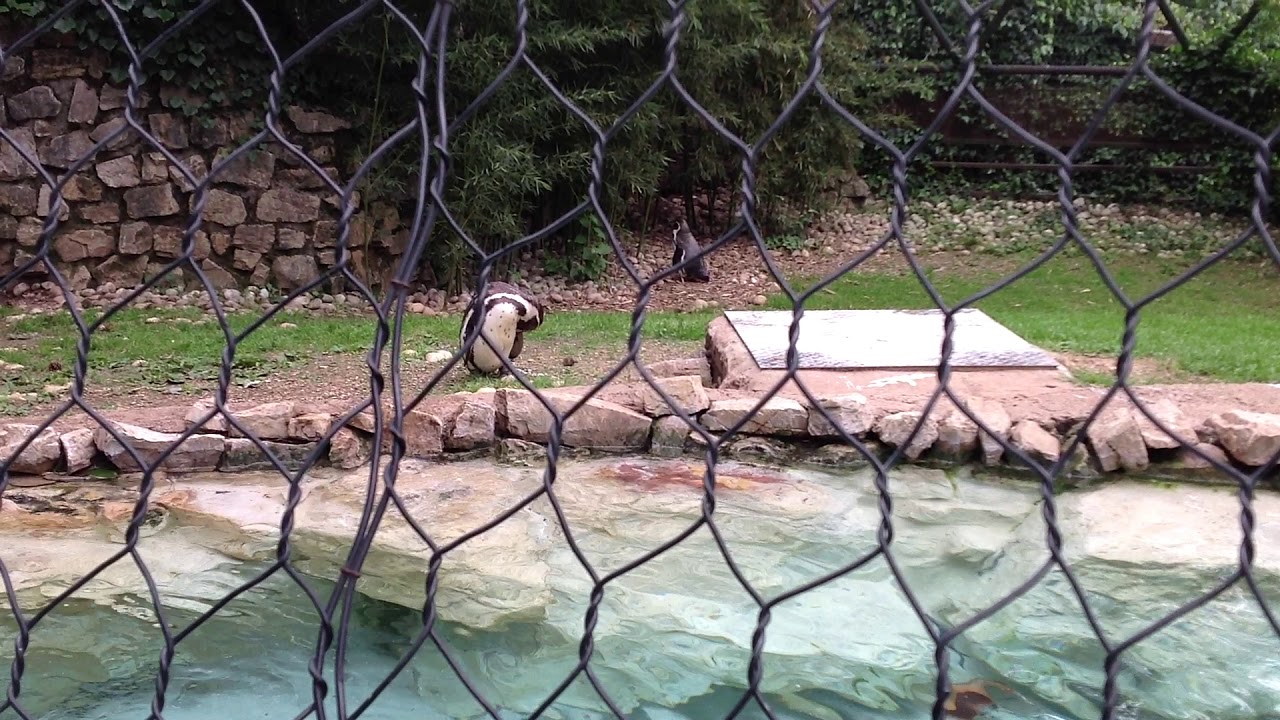 Parco delle Cornelle (zoo) - YouTube