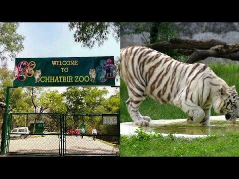 Trip to Chhatbir Zoo Chandigarh।। Enjoyed A Lot At the Zoo।। - YouTube