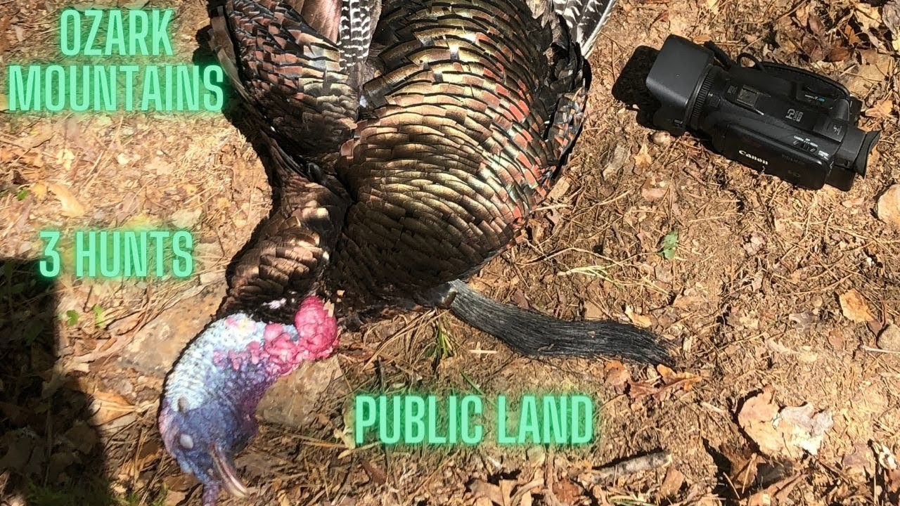 Ozark Mountain Turkey Hunting - 3 Hunts - YouTube