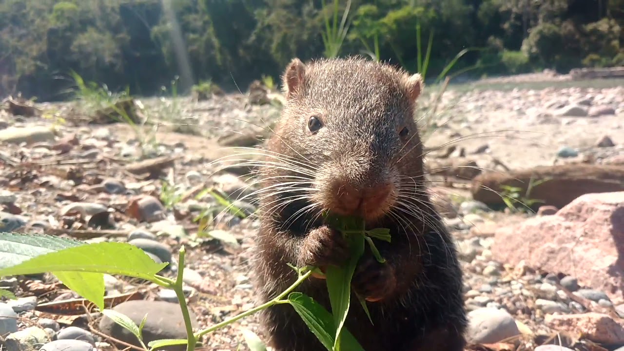 Pacarana en Chanchamayo PERUVIAN SELVA CENTRAL - YouTube