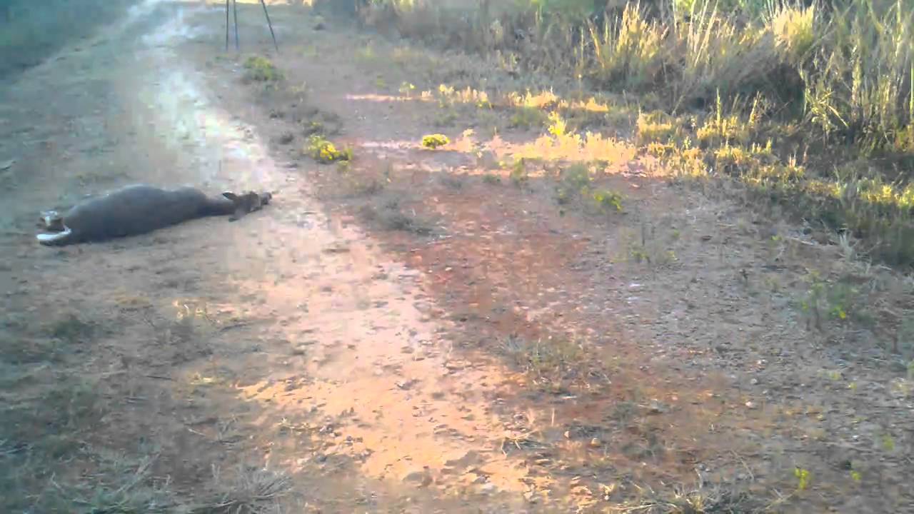 Chance Roberson's first deer.3gp - YouTube