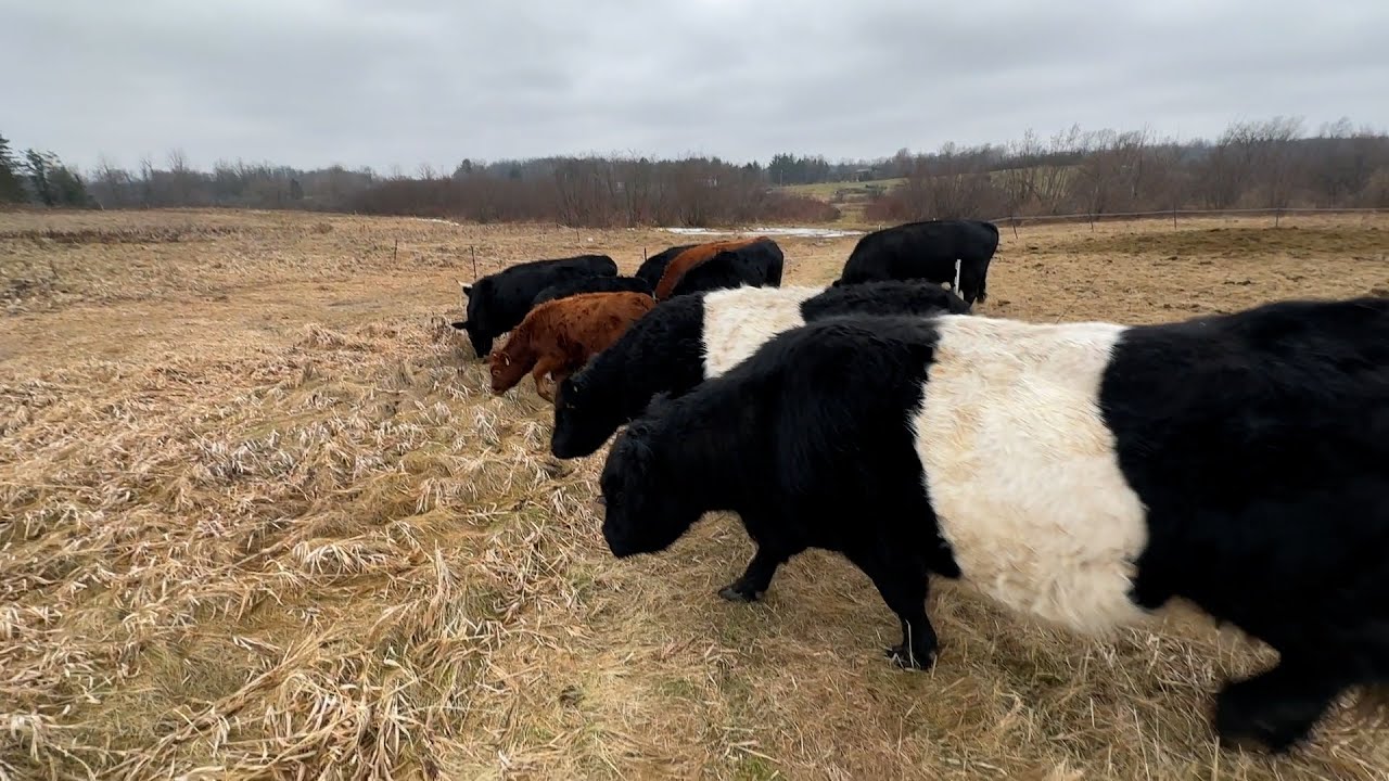MOVING COWS During January Thaw - YouTube