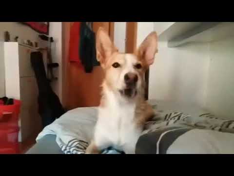 Luis Fonsi - Despacito ft. Daddy Yankee dog version