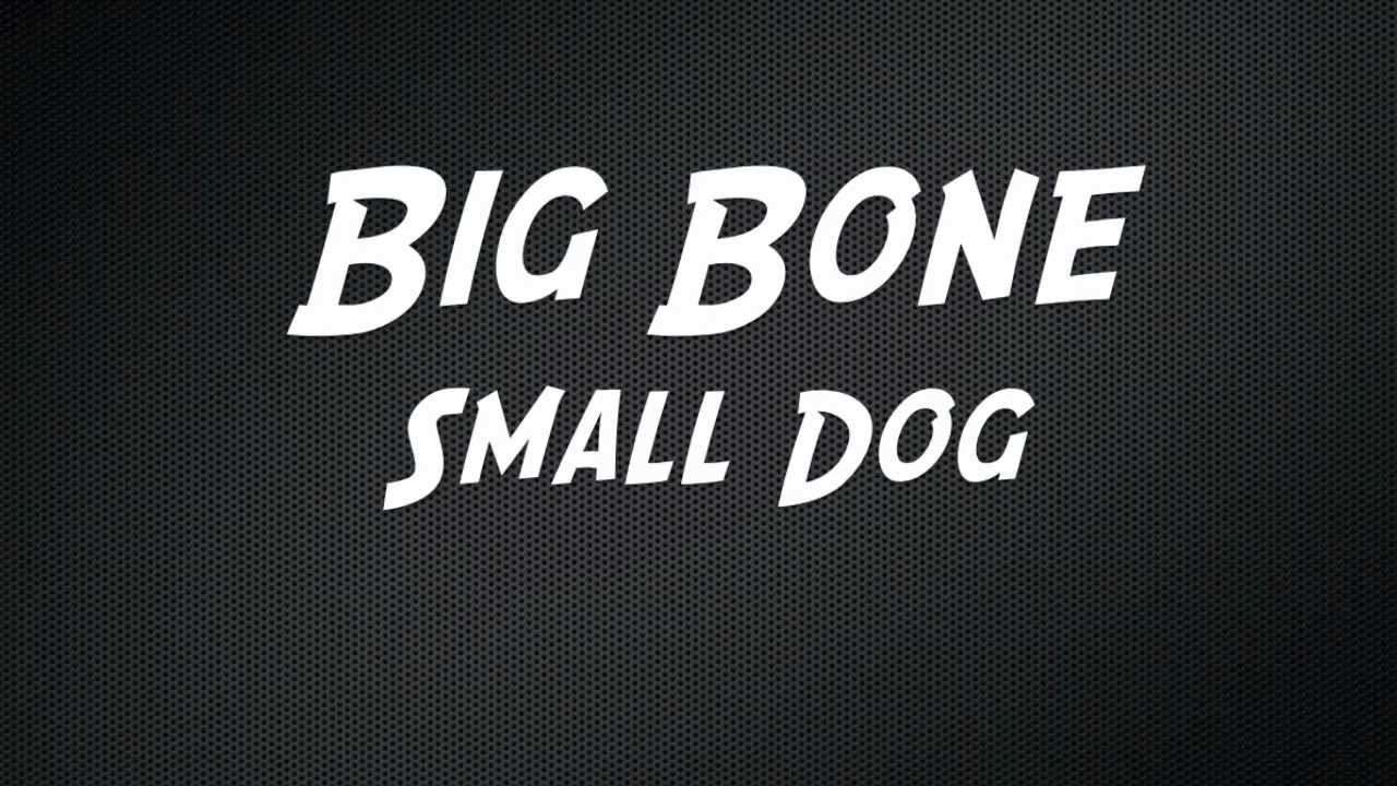 Boston Terrier : Big Bone Small Dog - YouTube