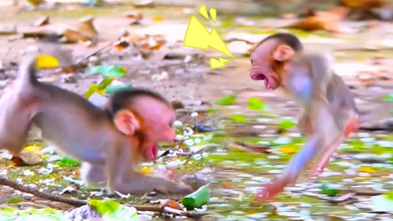Baby monkey not being breastfed by mother, angry baby monkey jumping up ...