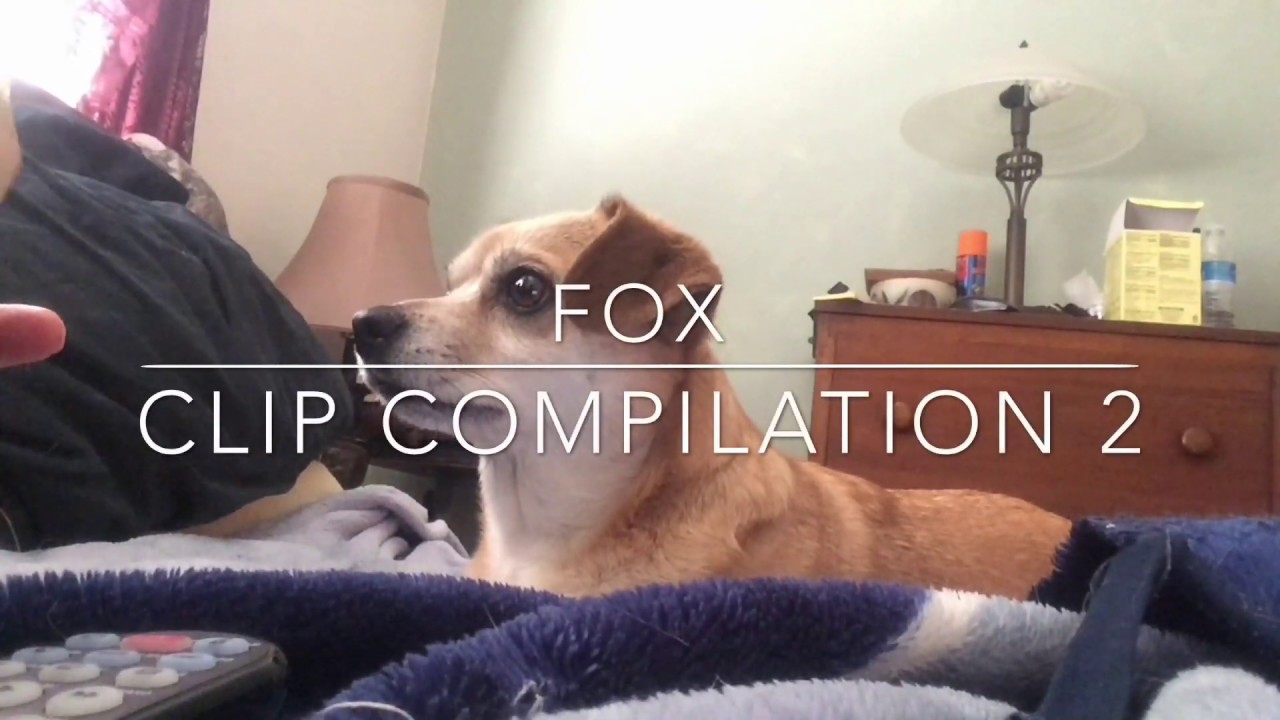 FOX CLIP COMPILATION 2 - YouTube