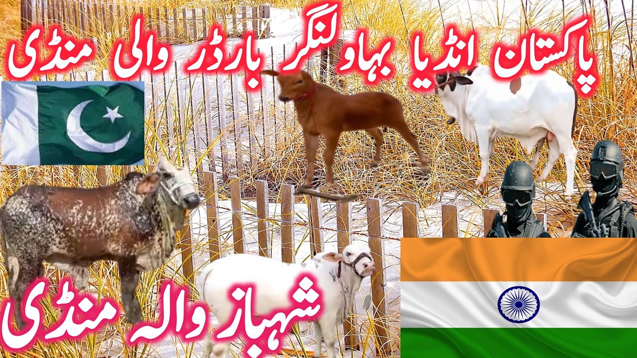Shehbaz Wala Mandi | Pakistan India Bahawalnagar Border Mandi || Global ...