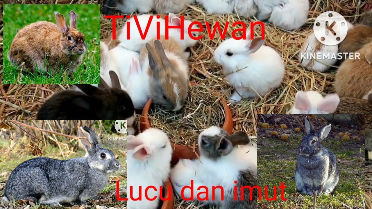 KELINCI KELINCI LUCU DAN IMUT - YouTube