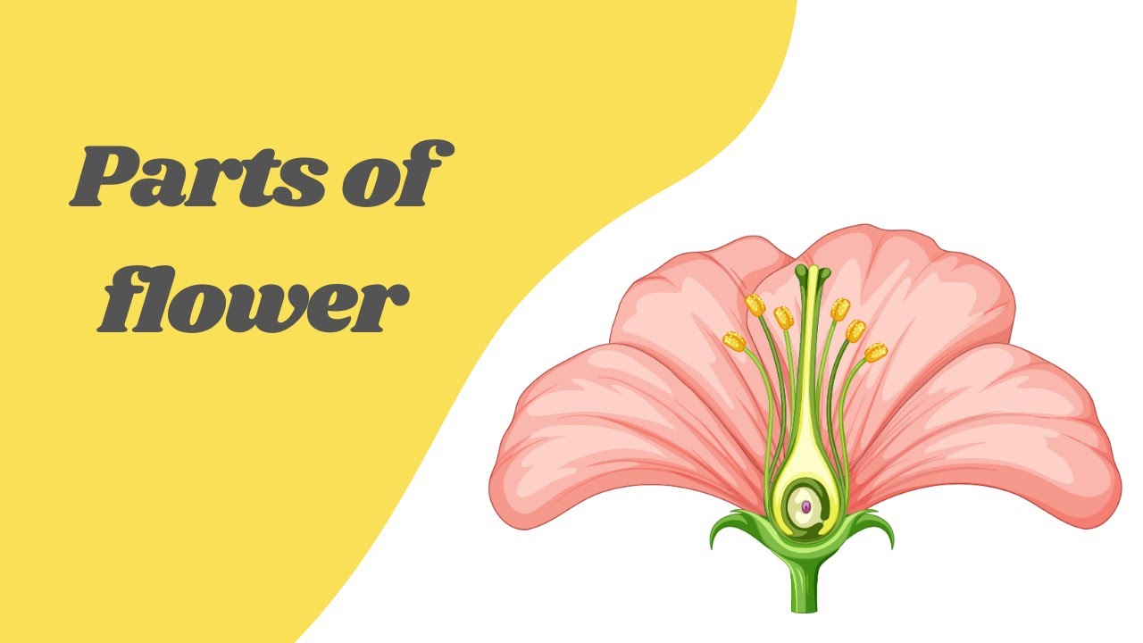 Parts Of Flower kidsvideo YouTube parts-of-flower-kidsvideo-youtube