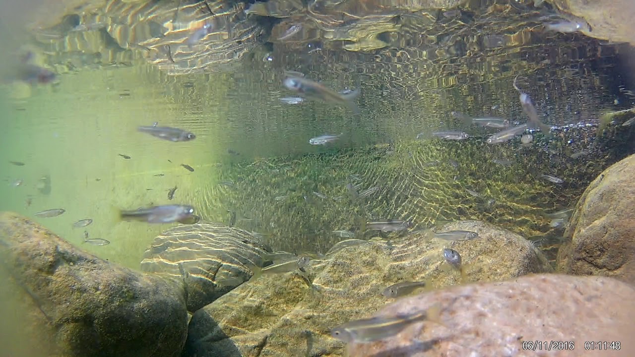 Central Taiwan Stream Biotope - Clear Stream - YouTube