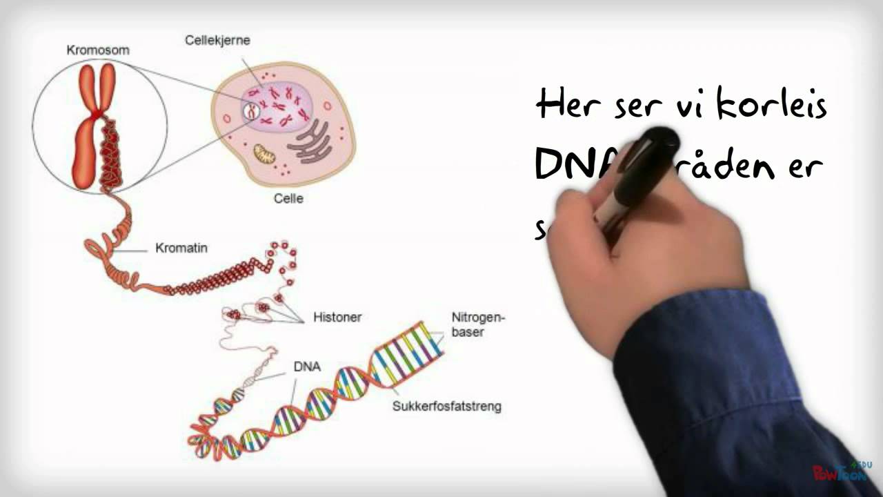 DNA - YouTube