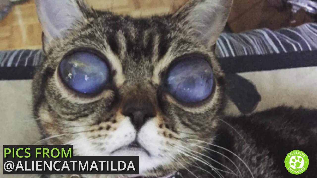 Meet Matilda, the rescued Alien Cat with celestial eyes - YouTube