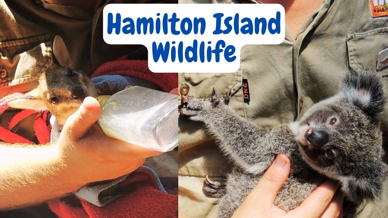 Americans in Australia: Hamilton Island Wildlife - Baby Koala, Wallaby ...