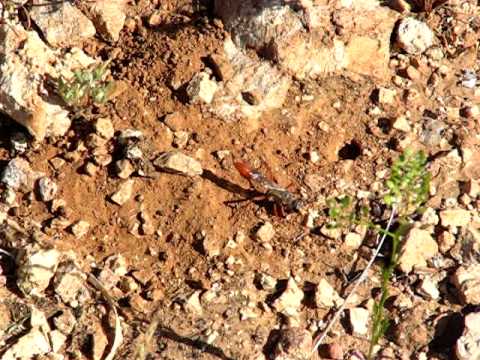 Buzzing wasp - YouTube