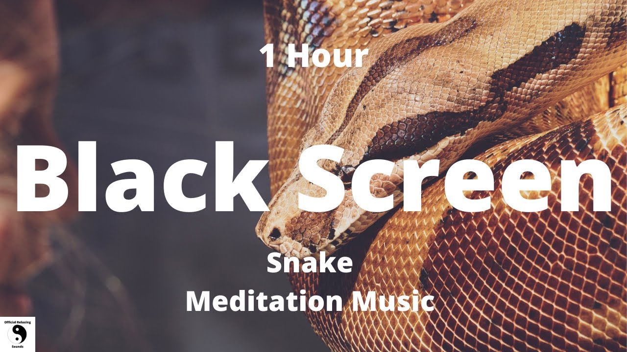 Black Screen Snake Meditation Music - Music for Snakes - Relaxing Music ...