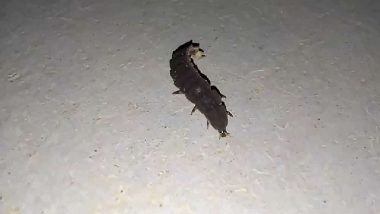 Strange alien looking bug with a light on it - YouTube