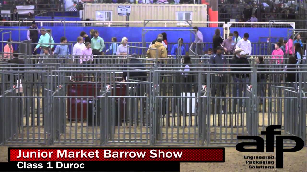 2016 Junior Market Barrow Show- Day 1 - YouTube