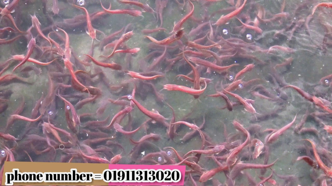 শিং মাছ চাষ পদ্ধতি | যোগাযোগে = 01911313020 Shing fish | Catfish | শিং ...