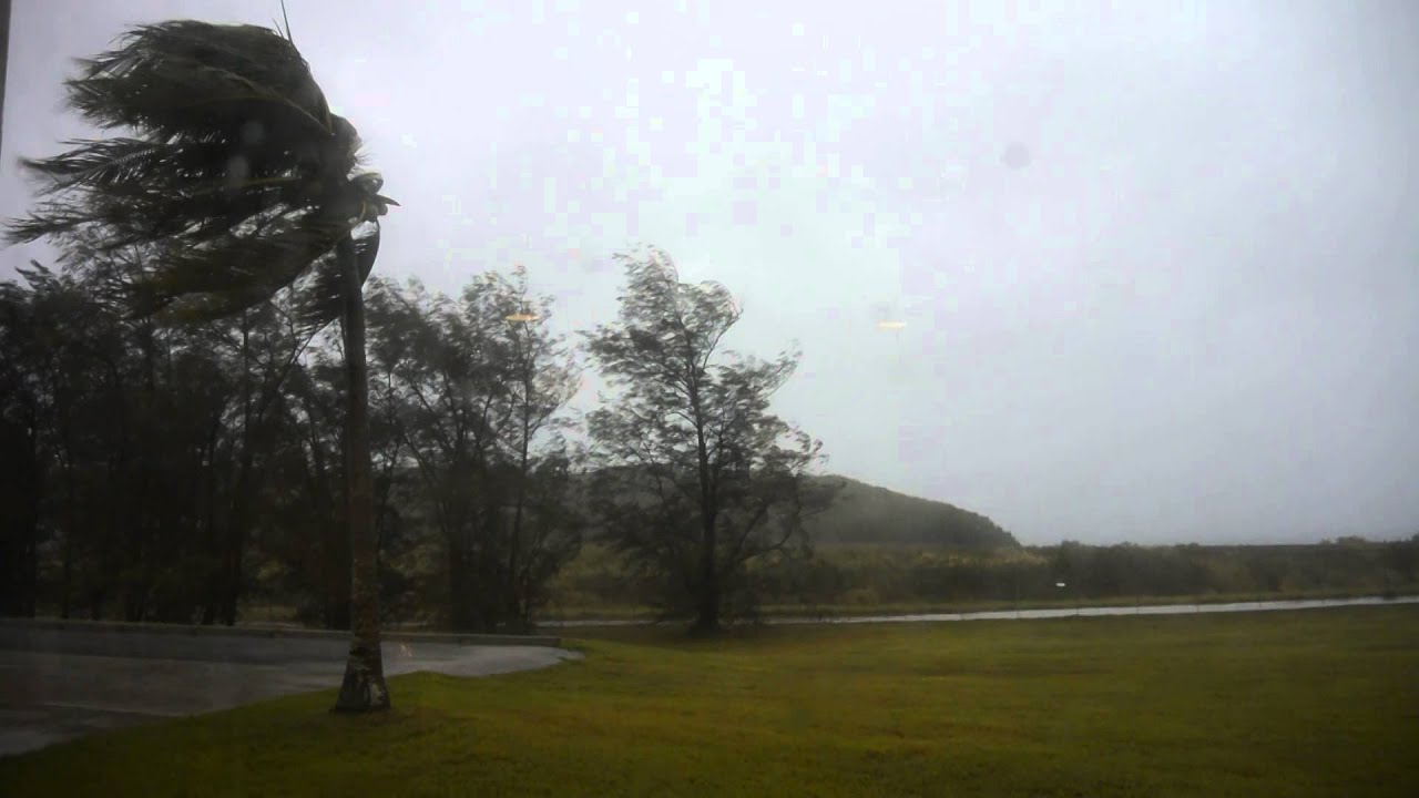 Typhoon Palm tree 1 - YouTube