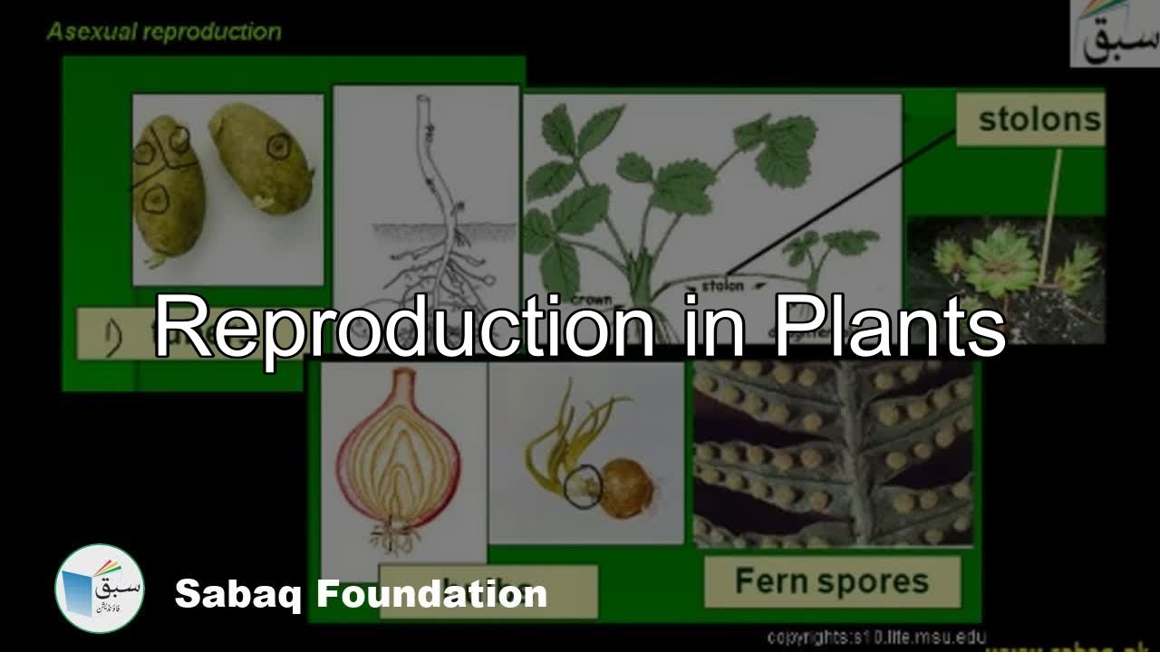 Reproduction in Plants, Biology Lecture | Sabaq.pk - YouTube