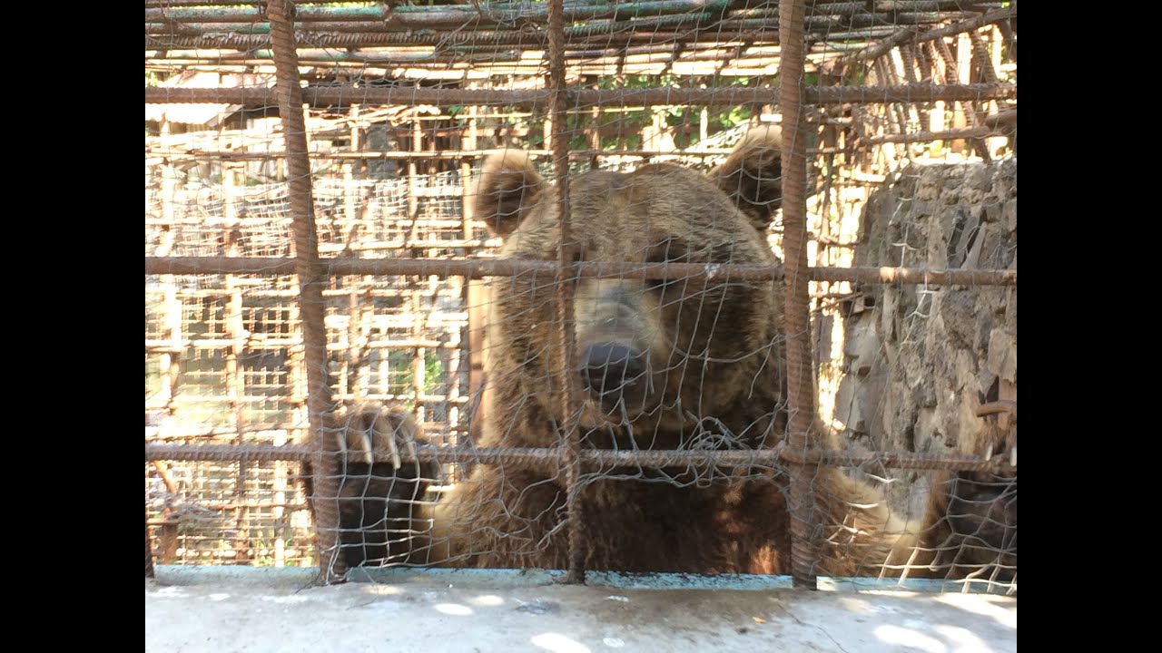 Can you help save these bears? - YouTube